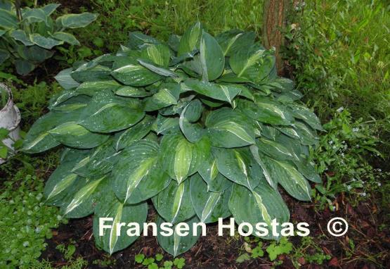 Hosta Striptease - Fransen Hostas